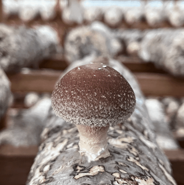 SHIITAKE (Lentinus Edodes) mushroom extract - Leech Therapy Centre UK